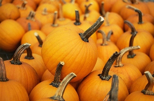 The Great Pumpkin Hunt - Detroit Mommies